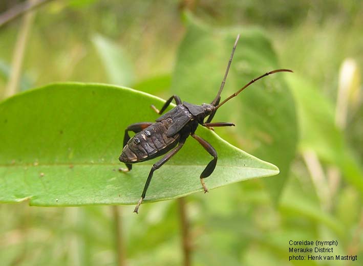 Papua Insects Foundation (Hemiptera/Heteroptera)